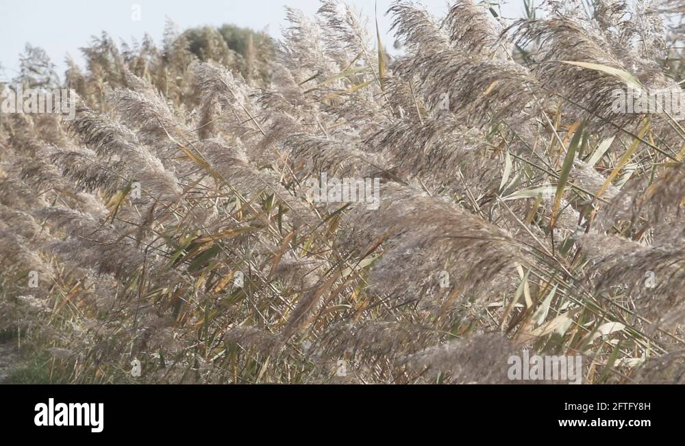 Pampas plant Stock Videos & Footage - HD and 4K Video Clips - Alamy