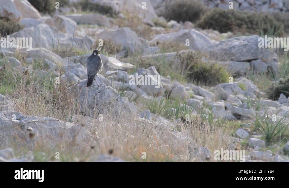 Hawk peregrine peregrine falcon Stock Videos & Footage - HD and 4K ...