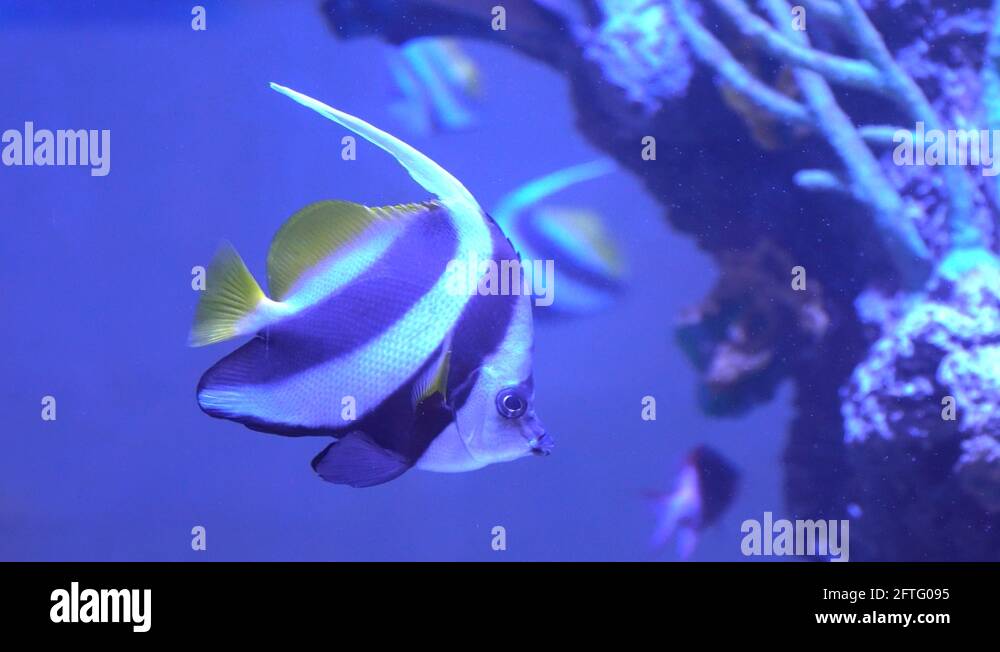 Yellow hawk fish Stock Videos & Footage - HD and 4K Video Clips - Alamy