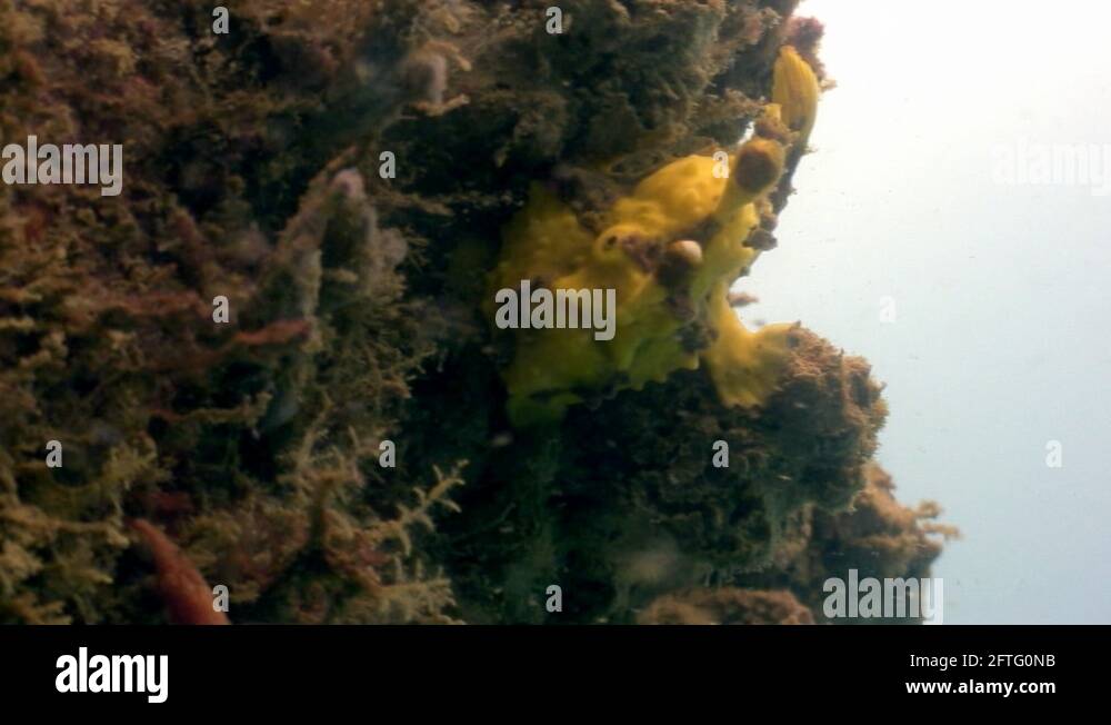 Fish stone is masked underwater in ocean of wildlife Philippines Stock ...
