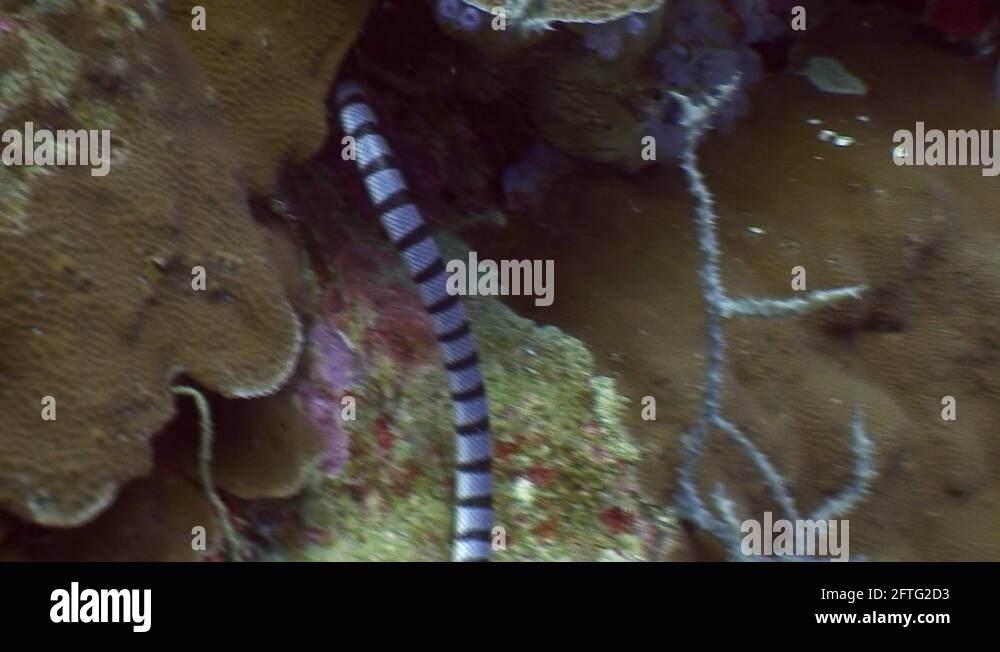 Red sea snake Stock Videos & Footage - HD and 4K Video Clips - Alamy