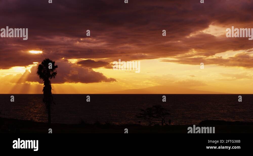 Golden Beams of Sunlight Behind Silhouette of Palm Tree in Maui Hawaii ...