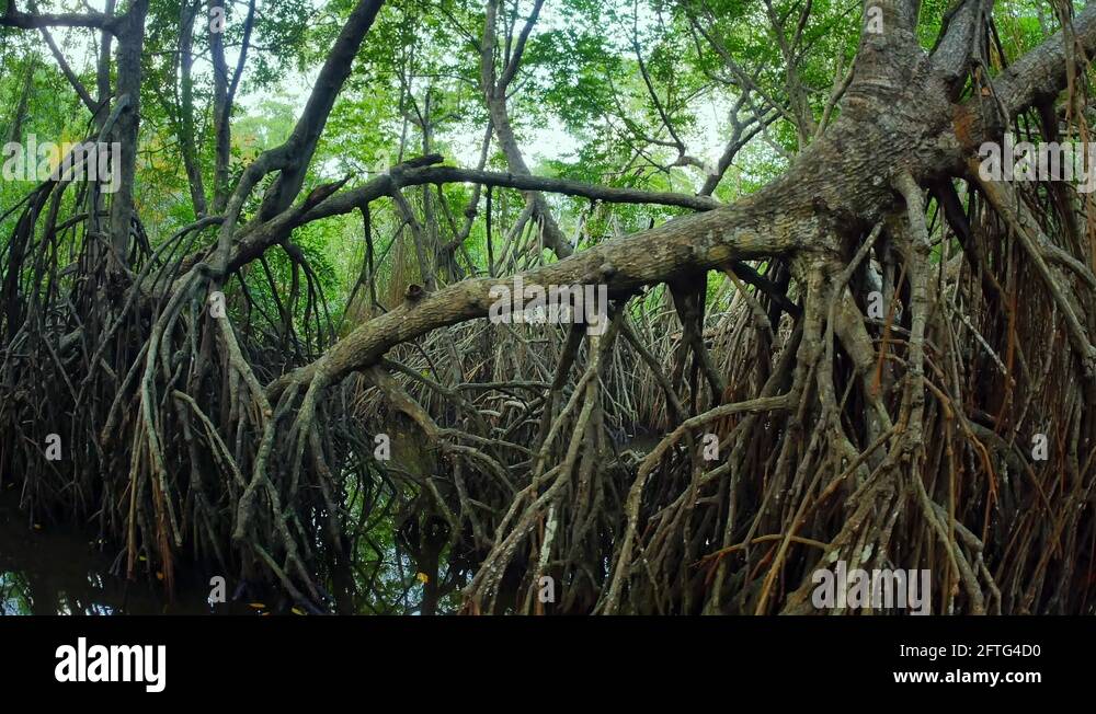 Huge swamp with jungle Stock Videos & Footage - HD and 4K Video Clips ...