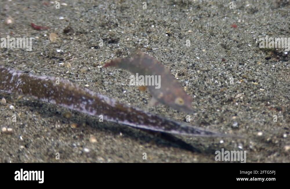 Inhabitants of sandy bottom in search of food underwater in ocean ...