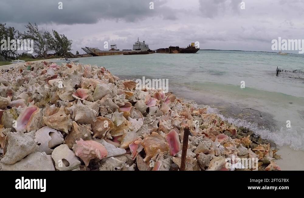 Shoreline shells Stock Videos & Footage - HD and 4K Video Clips - Alamy