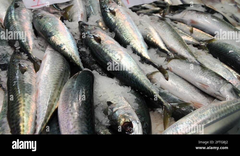 Cold mackerel Stock Videos & Footage - HD and 4K Video Clips - Alamy