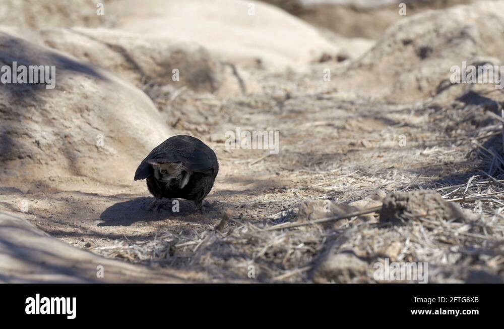 Charles darwin finches Stock Videos & Footage - HD and 4K Video Clips ...