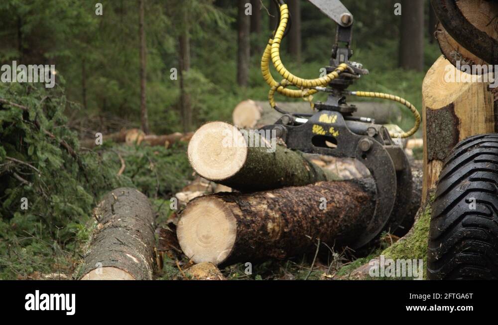 CLOSE UP: Swing arm harvesting and loading timber on log lorry in the ...