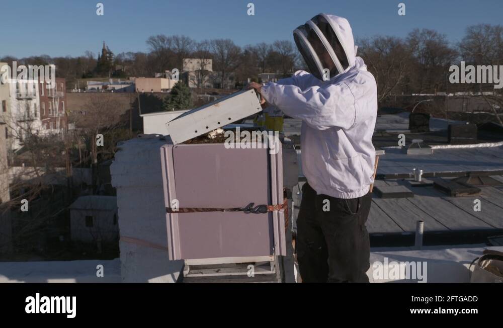 Urban insects Stock Videos & Footage - HD and 4K Video Clips - Alamy