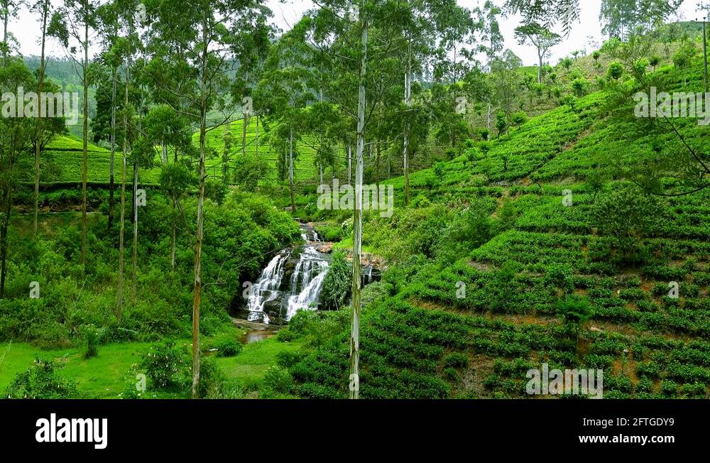 Sri lanka tea plantation waterfall Stock Videos & Footage - HD and 4K ...