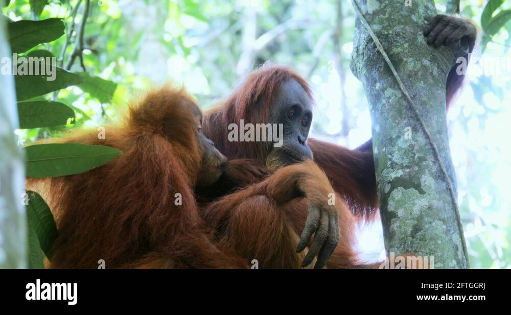 Mother ape Stock Videos & Footage - HD and 4K Video Clips - Alamy