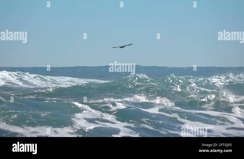 Ocean storm bird Stock Videos & Footage - HD and 4K Video Clips - Alamy