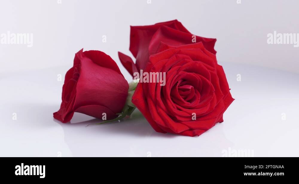 three red roses rotating on white background loopable Stock Video ...