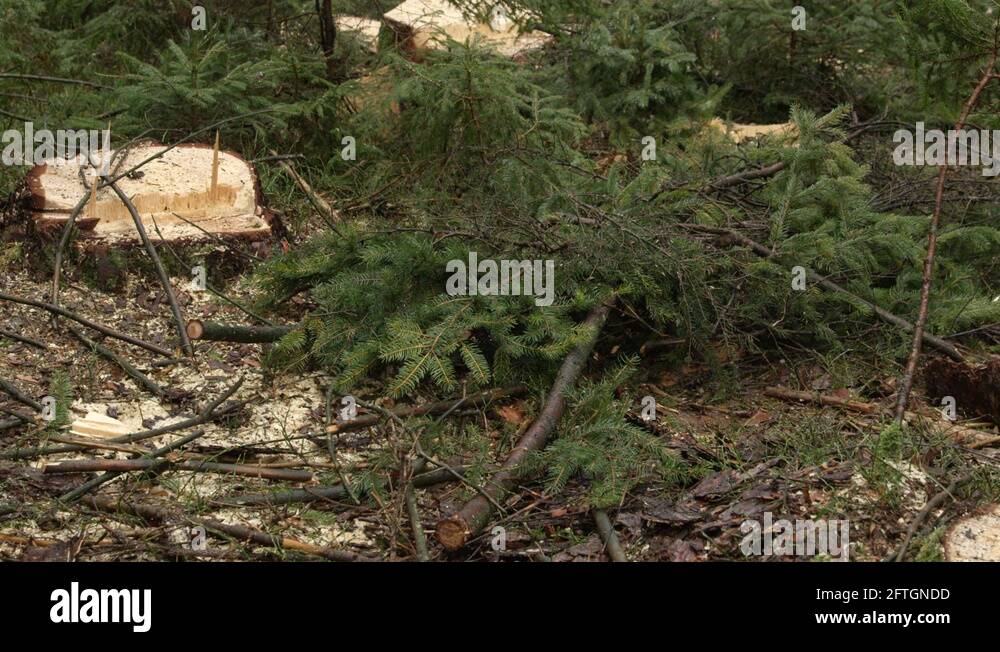 Limbing up tree Stock Videos & Footage - HD and 4K Video Clips - Alamy