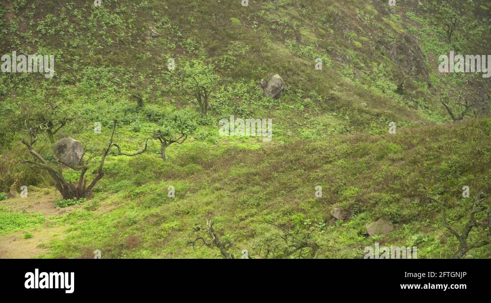 PERU: National reserve Lachay Hills with a unique ecosystem in the ...