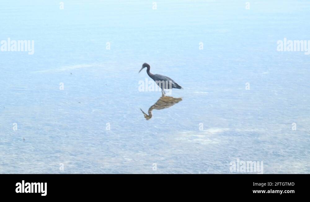 A snake Stock Videos & Footage - HD and 4K Video Clips - Alamy