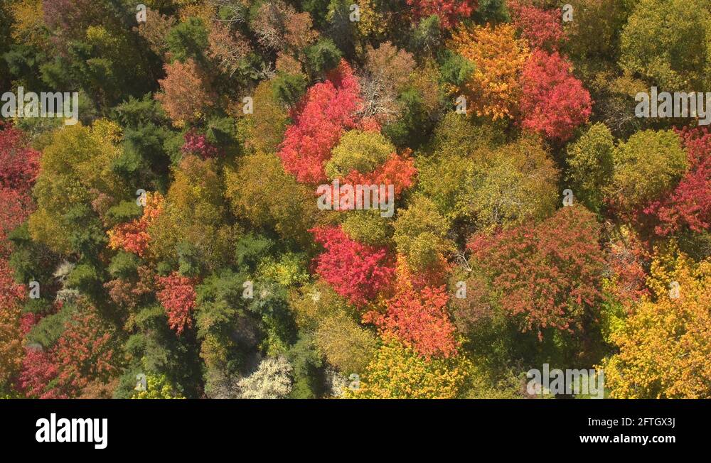 Deciduous tree woodland Stock Videos & Footage - HD and 4K Video Clips ...