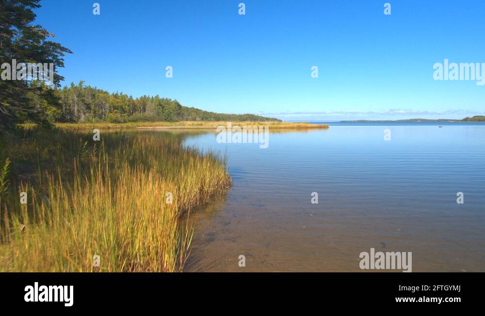 Spruce boreal Stock Videos & Footage - HD and 4K Video Clips - Alamy