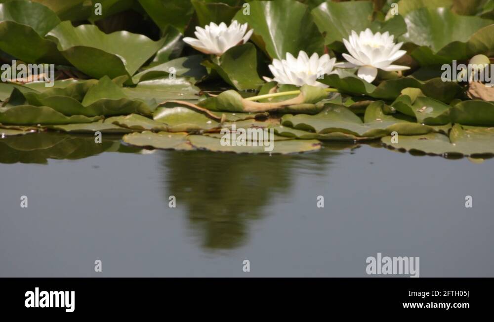 White lily pads Stock Videos & Footage - HD and 4K Video Clips - Alamy