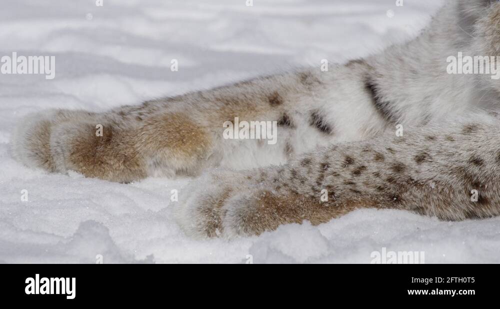 Feline paws Stock Videos & Footage - HD and 4K Video Clips - Alamy