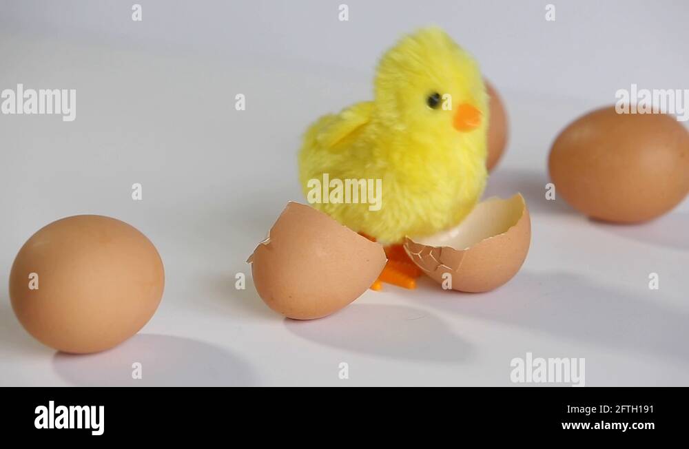 Egg funny Stock Videos & Footage - HD and 4K Video Clips - Alamy