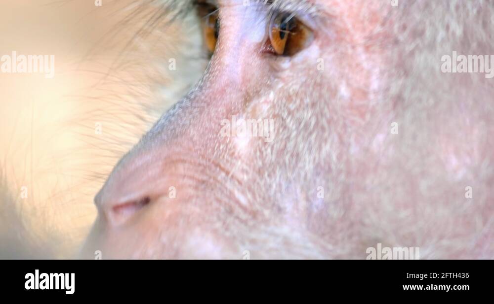 Monkey eyes Stock Videos & Footage - HD and 4K Video Clips - Alamy