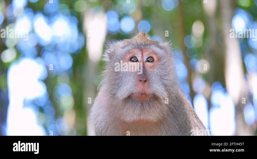 Macaque funny face Stock Videos & Footage - HD and 4K Video Clips - Alamy