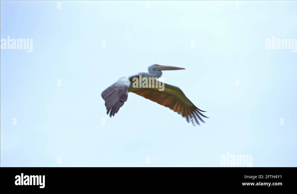 Large bird sri lanka Stock Videos & Footage - HD and 4K Video Clips - Alamy