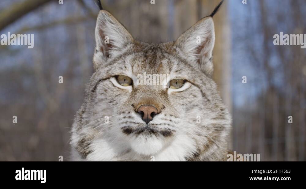 Breathing into nose Stock Videos & Footage - HD and 4K Video Clips - Alamy