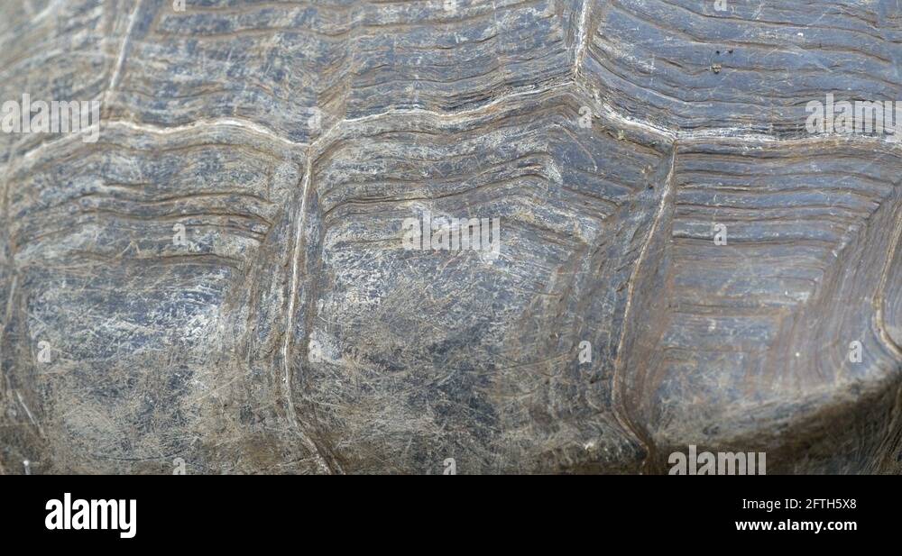 Turtle shells Stock Videos & Footage - HD and 4K Video Clips - Alamy