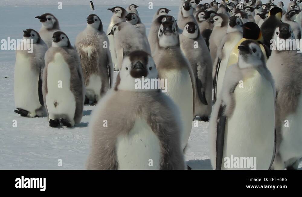Penguin penguins bird birds antarctica antarctic crowd Stock Videos ...