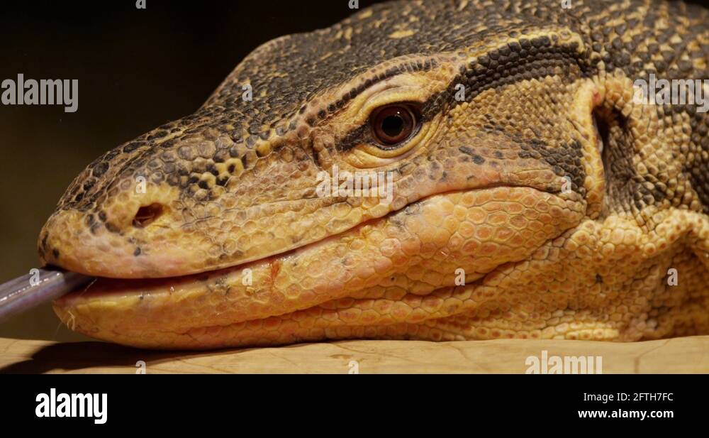 Lizard tongue Stock Videos & Footage - HD and 4K Video Clips - Alamy