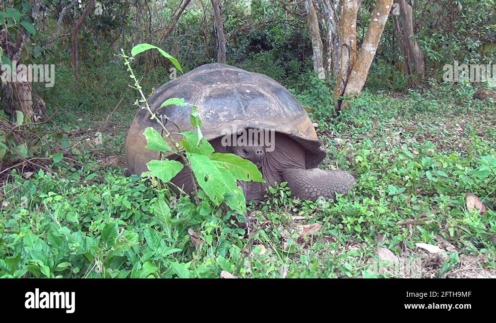 Green sea tortoise Stock Videos & Footage - HD and 4K Video Clips - Alamy