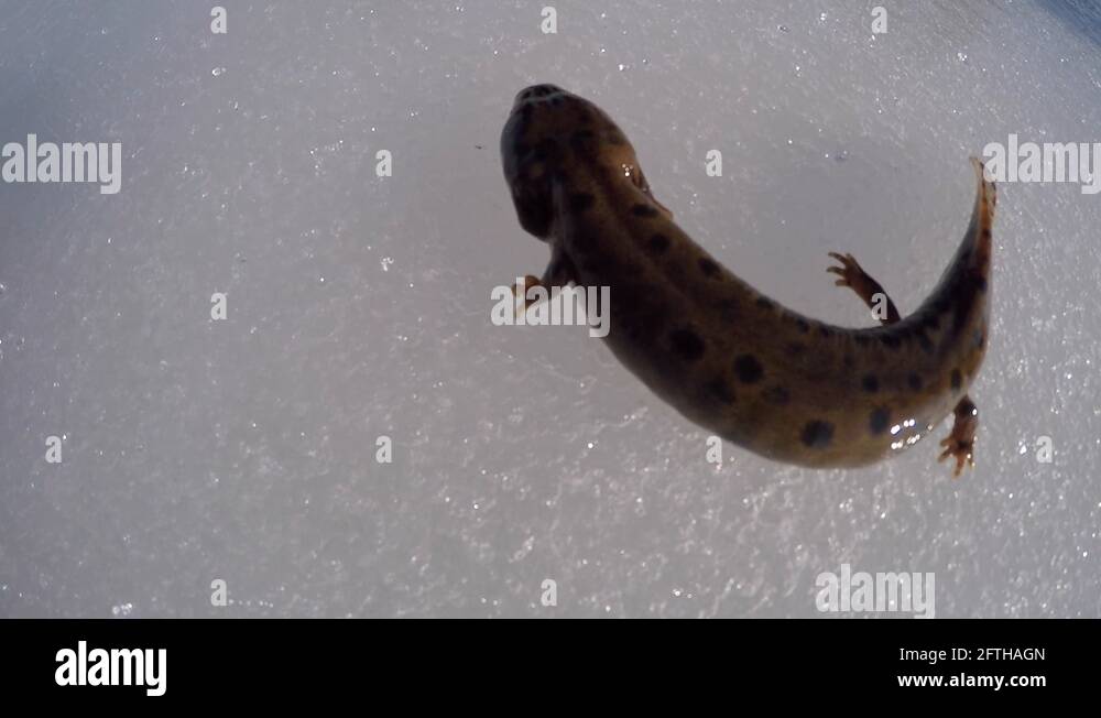 Wildlife amphibian caudata Stock Videos & Footage - HD and 4K Video ...