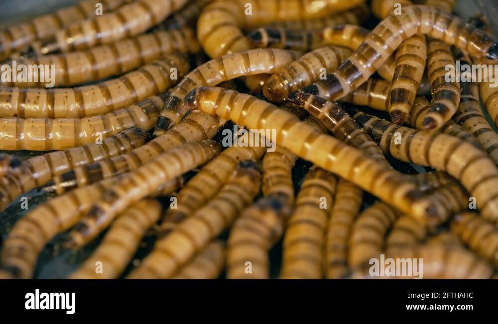 Zophobas morio Stock Videos & Footage - HD and 4K Video Clips - Alamy