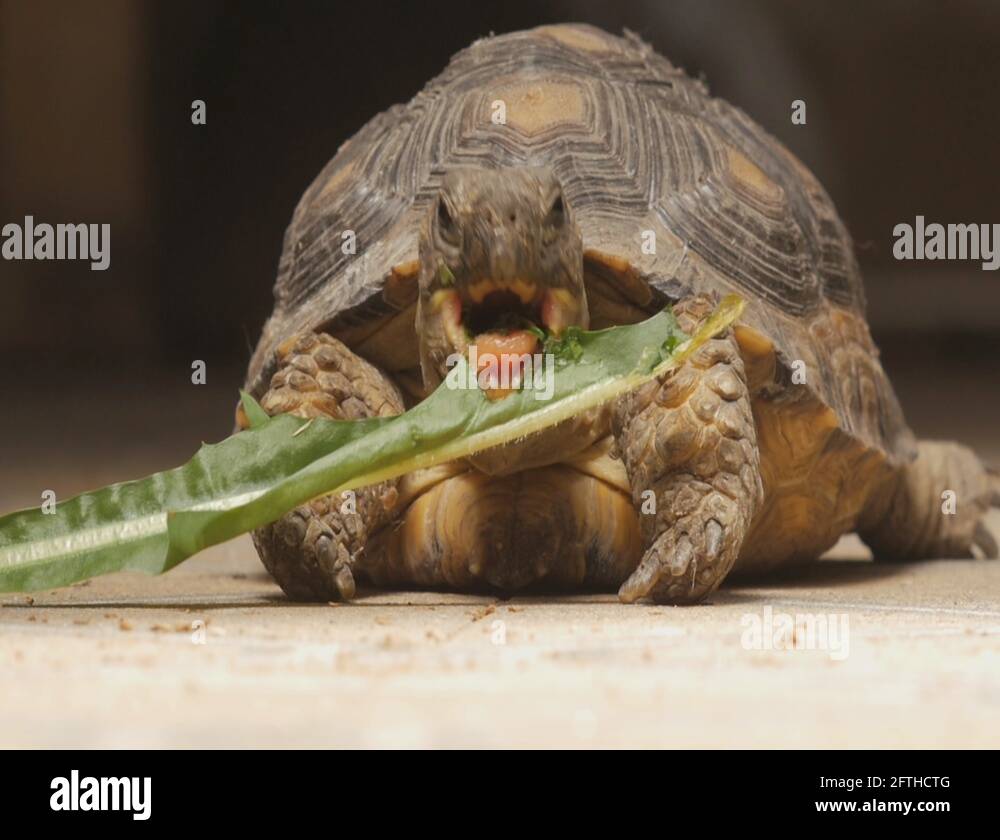 Amphibian eating Stock Videos & Footage - HD and 4K Video Clips - Alamy