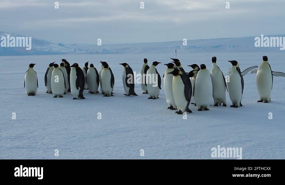 Groups of penguins Stock Videos & Footage - HD and 4K Video Clips - Alamy