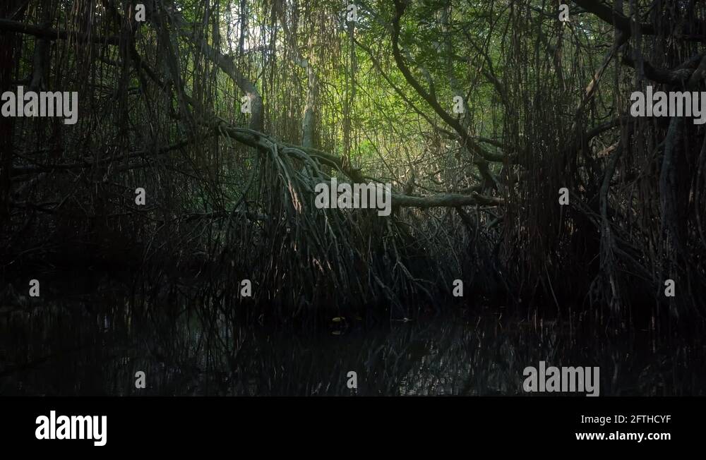 Boat ride through dense trees of mangrove swamps with scenic forest ...