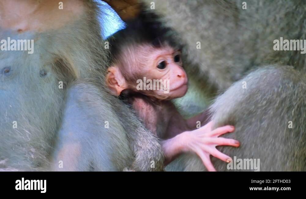 Monkey long tailed Stock Videos & Footage - HD and 4K Video Clips - Alamy