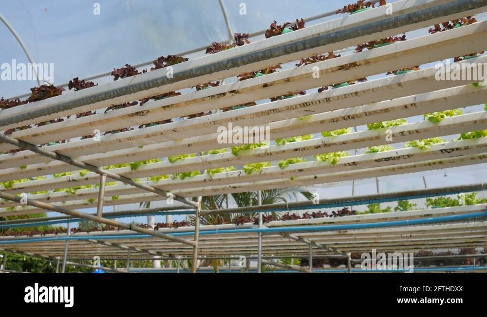Hydroponic plantation system Stock Videos & Footage - HD and 4K Video ...