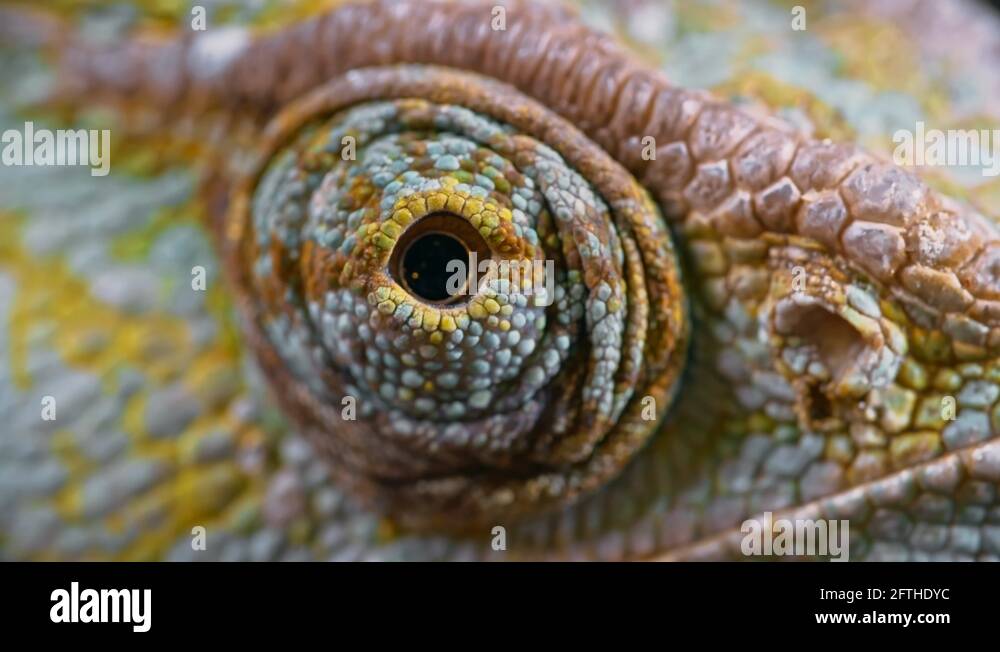 Chameleon eye Stock Videos & Footage - HD and 4K Video Clips - Alamy
