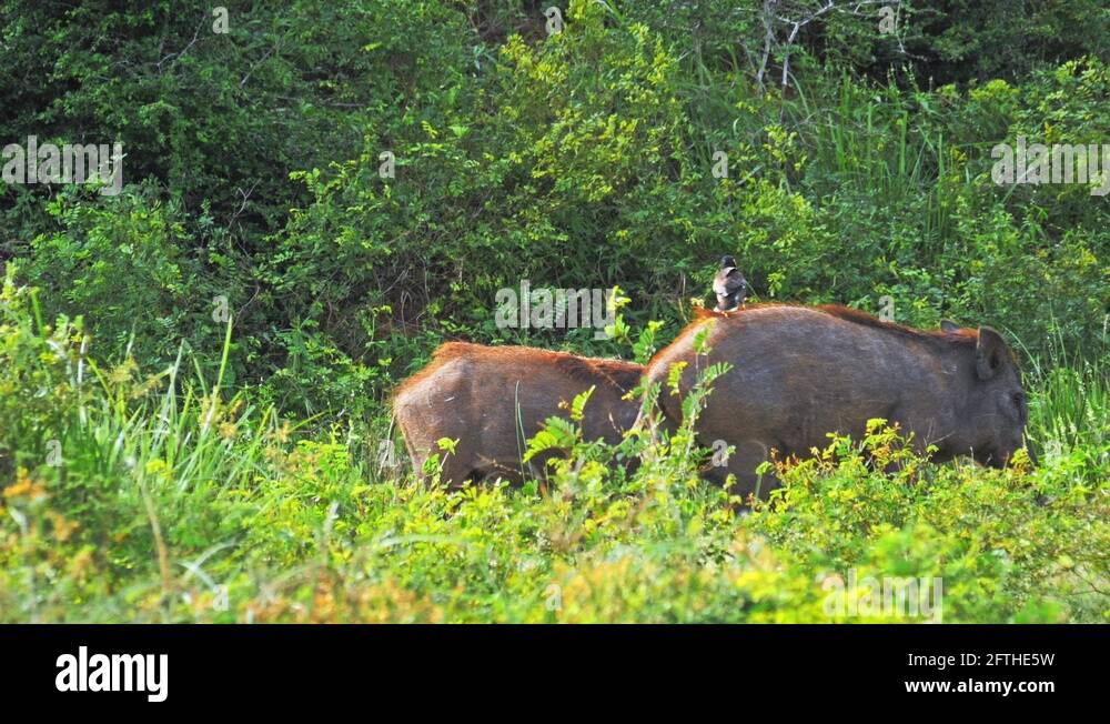 Wild boar back Stock Videos & Footage - HD and 4K Video Clips - Alamy