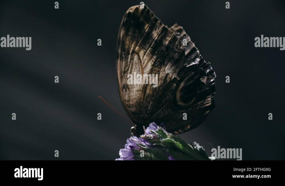 Opening wings Stock Videos & Footage - HD and 4K Video Clips - Alamy