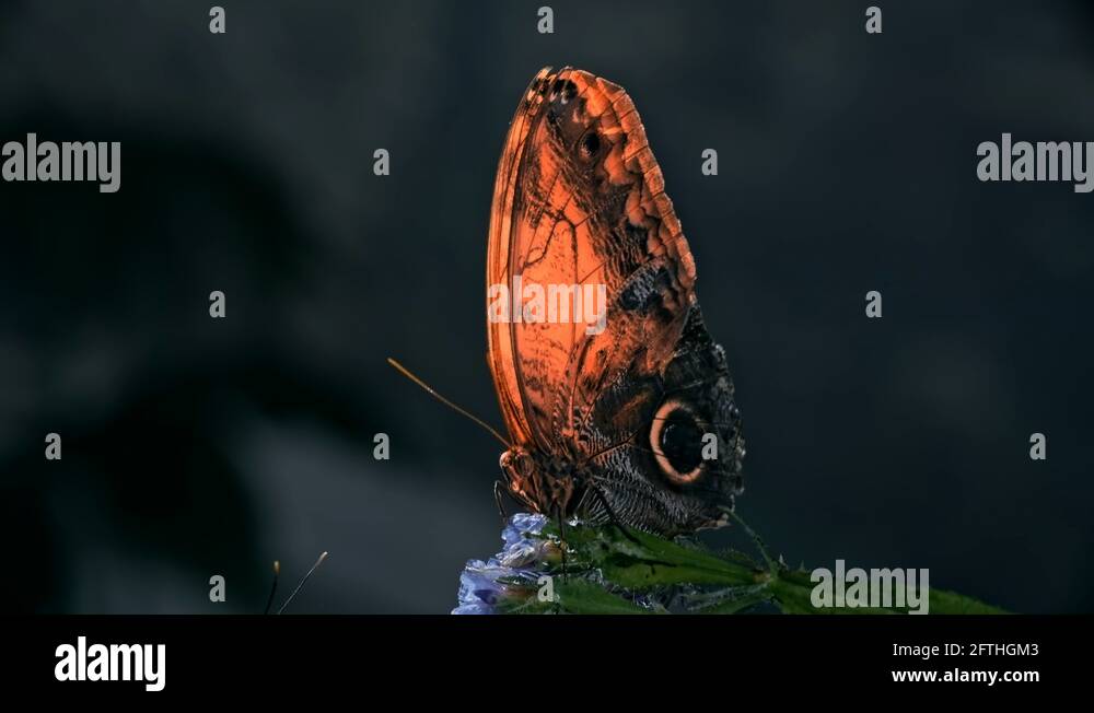 Beautiful Butterfly Opening and Closing Wings Stock Video Footage - Alamy