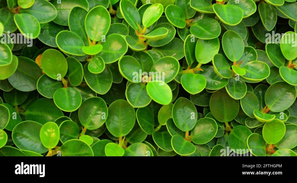 Small Round Leaves of an English Banyan Hedge in Closeup. 4k footage ...