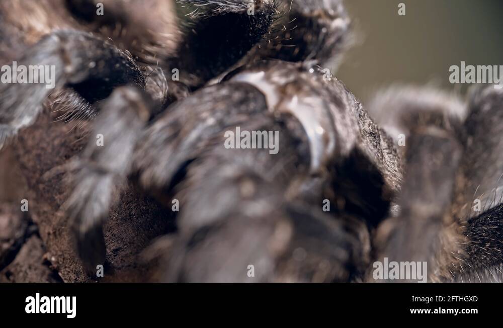 Are tarantulas poisonous Stock Videos & Footage - HD and 4K Video Clips ...