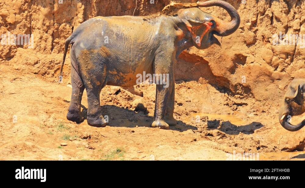 Collecting clay Stock Videos & Footage - HD and 4K Video Clips - Alamy