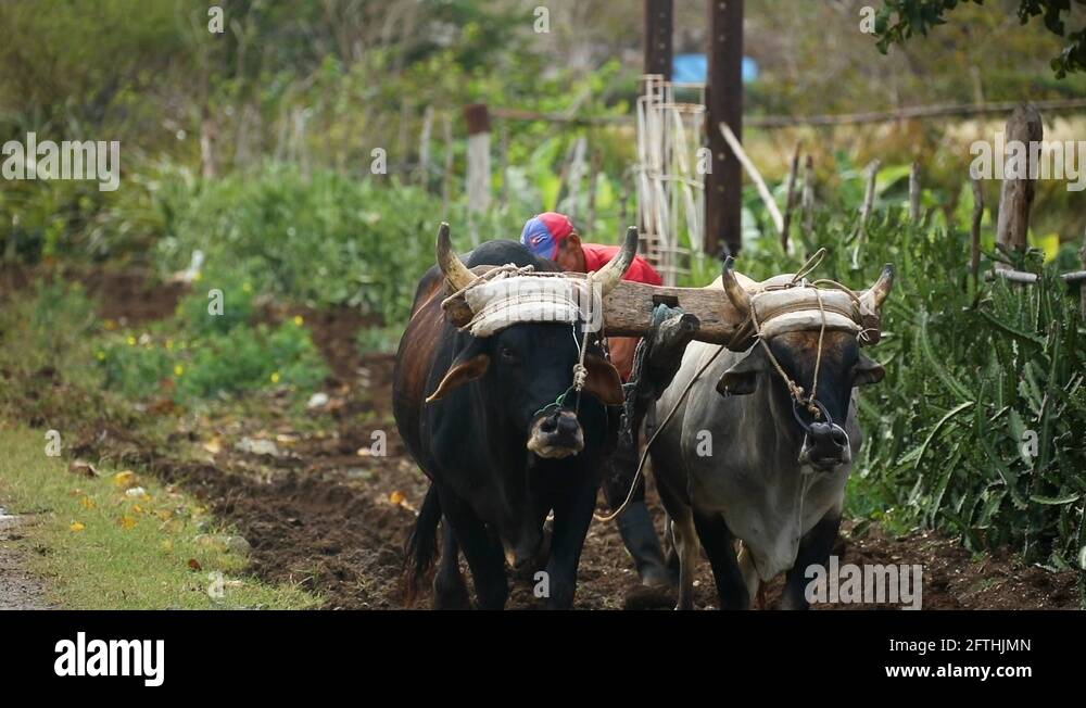 Traditional plow Stock Videos & Footage - HD and 4K Video Clips - Alamy