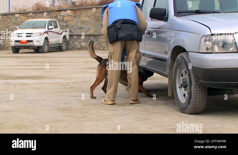 Solder with dog Stock Videos & Footage - HD and 4K Video Clips - Alamy