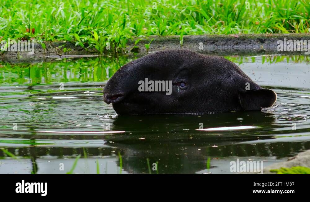 Tapirs head Stock Videos & Footage - HD and 4K Video Clips - Alamy